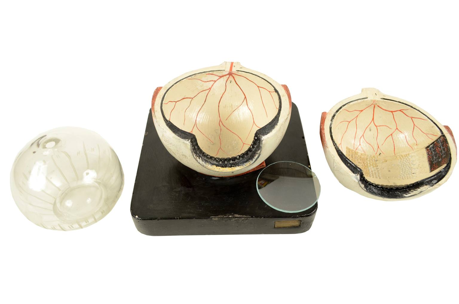 e-Shop/Old medical instruments/Code 2454 Antique anatomic model